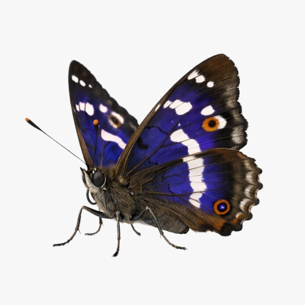 Purple Emperor Butterfly 3D model - 3DModels.org
