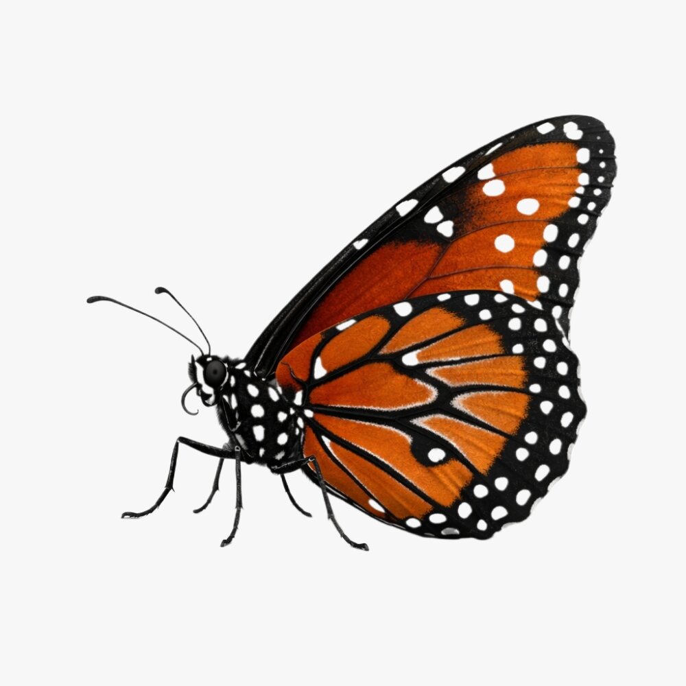 Queen Butterfly 3D model - 3DModels.org