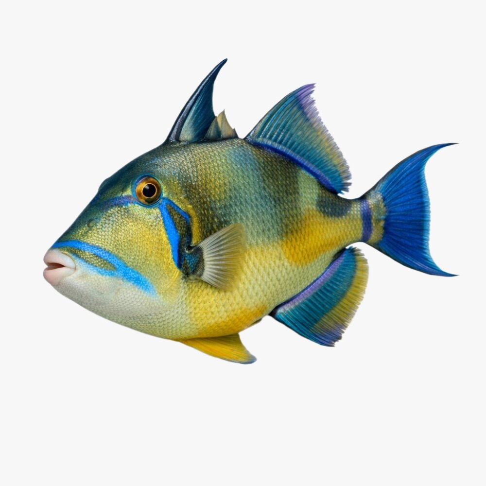 Queen Triggerfish 3D model - 3DModels.org