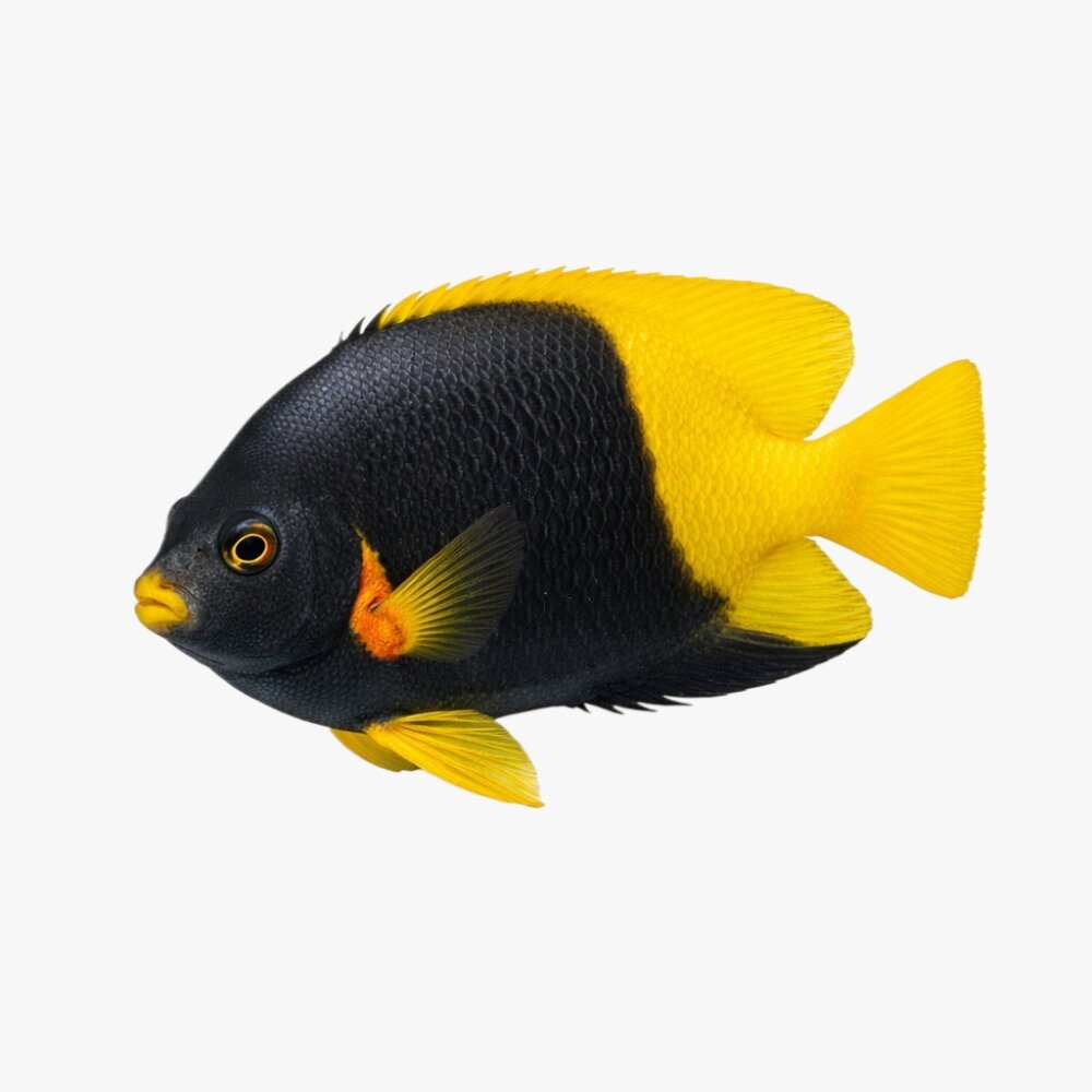 Rock Beauty Angelfish 3D model - 3DModels.org
