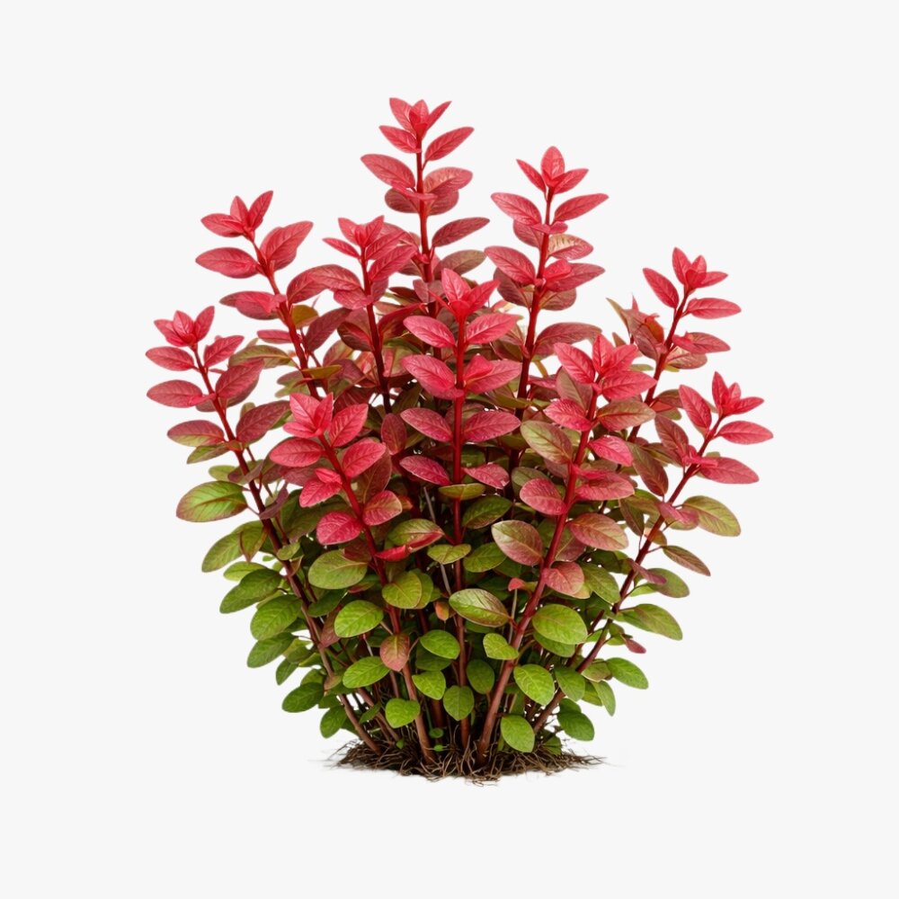 Rotala Rotundifolia Red 3D model - 3DModels.org