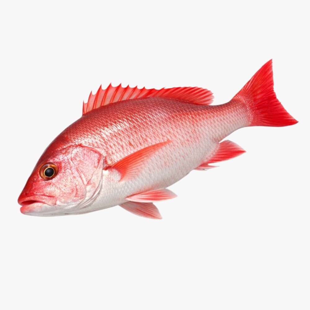 Ruby Snapper 3D model - 3DModels.org