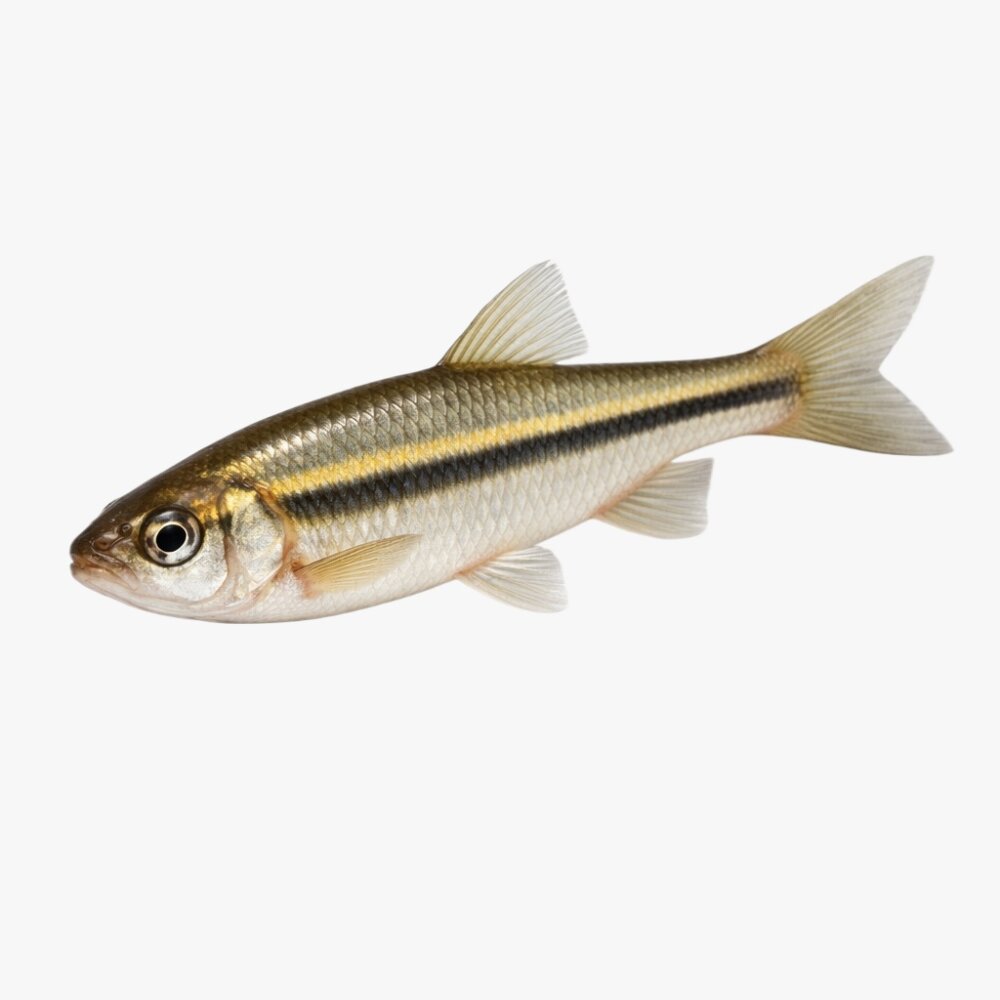 Sand Shiner 3D model - 3DModels.org