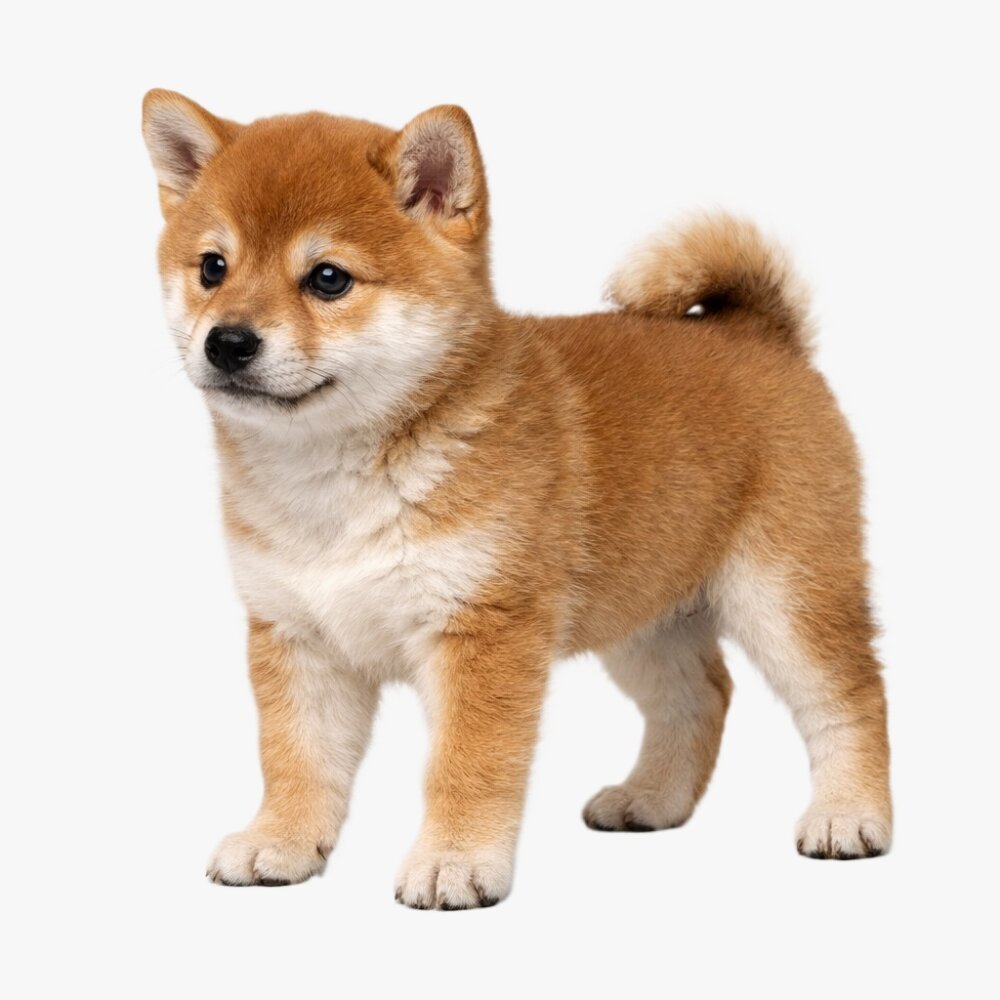 Shiba Inu Puppy 3D model - 3DModels.org