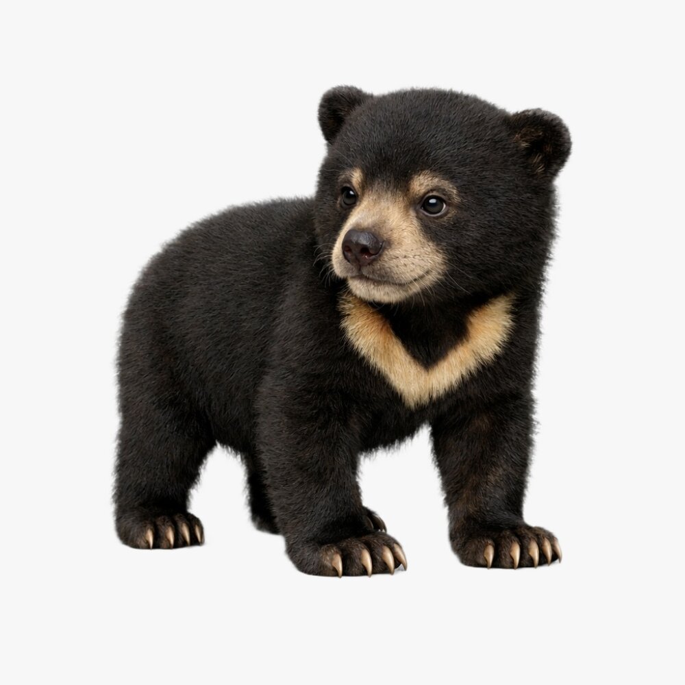 Sun Bear Cub 3D model - 3DModels.org