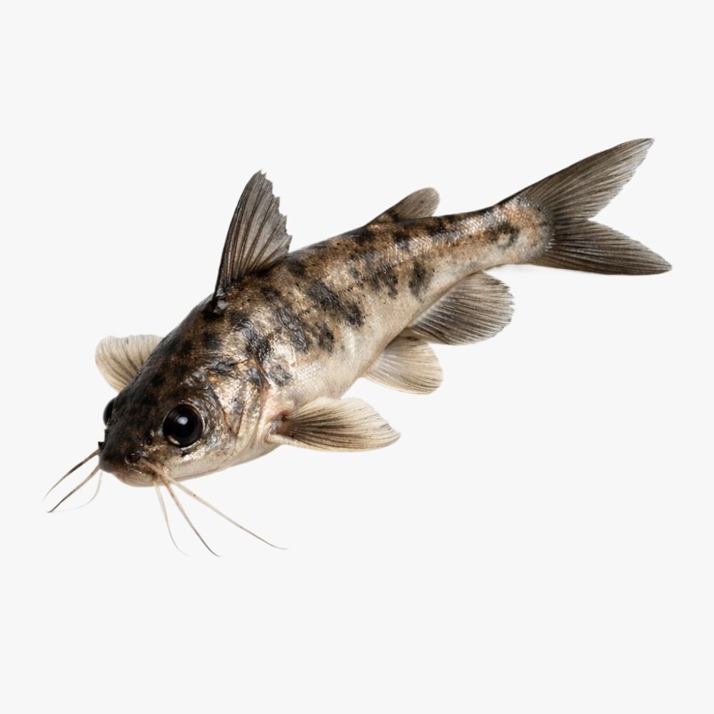 Upside Down Catfish 3D model - 3DModels.org