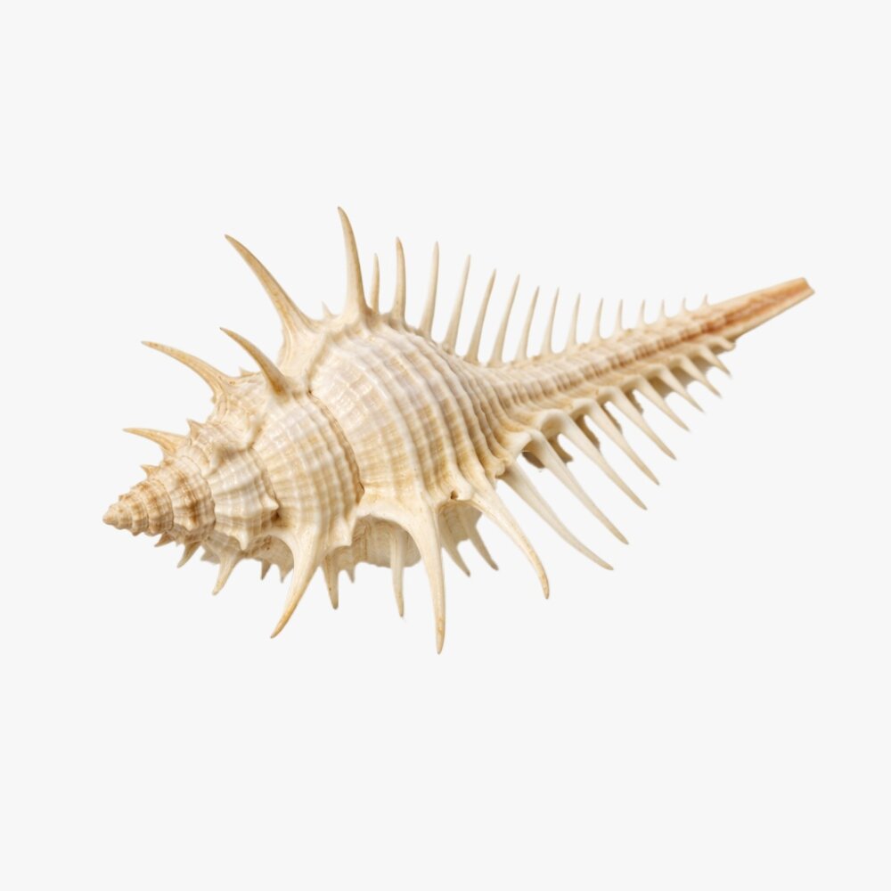 Venus Comb Murex Seashell 3D model - 3DModels.org