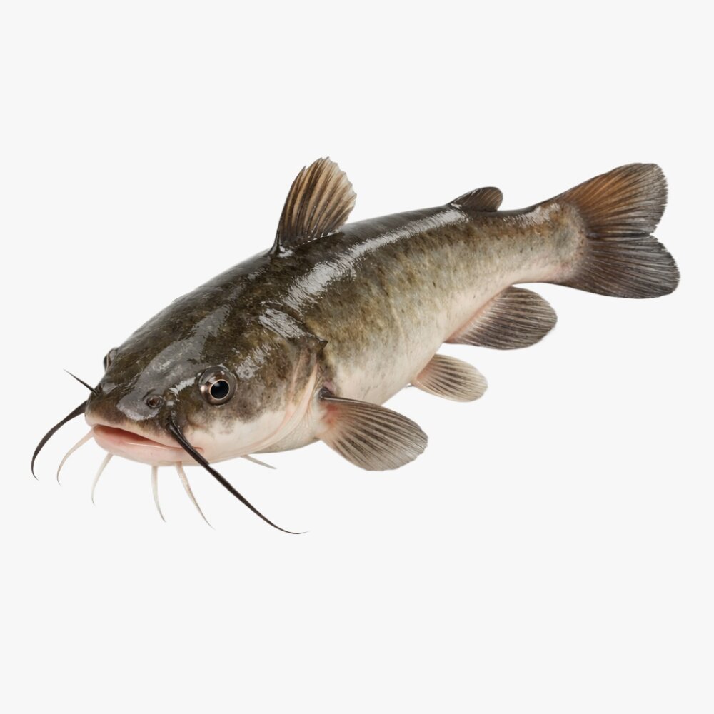 White Bullhead 3D model - 3DModels.org