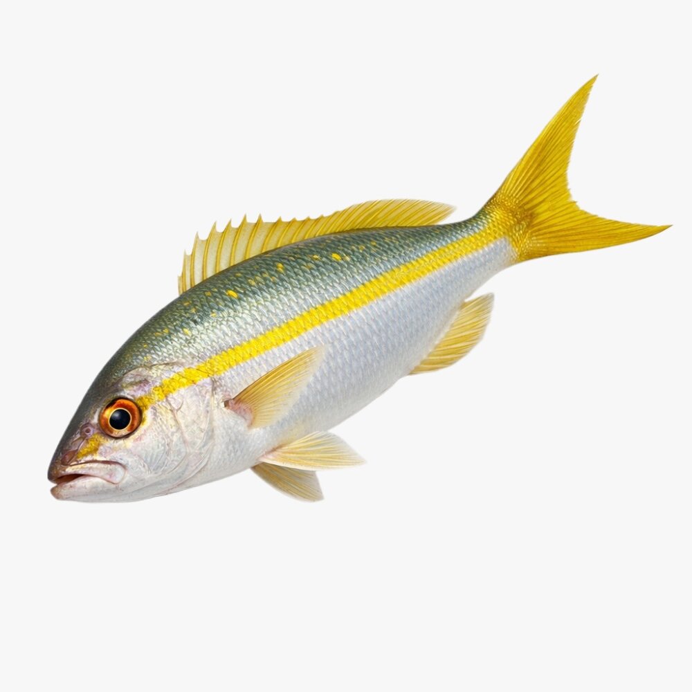 Yellowtail Snapper 3D model - 3DModels.org