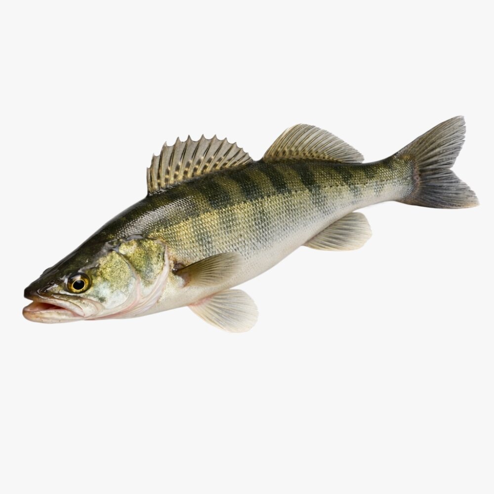 Zander 3D model - 3DModels.org