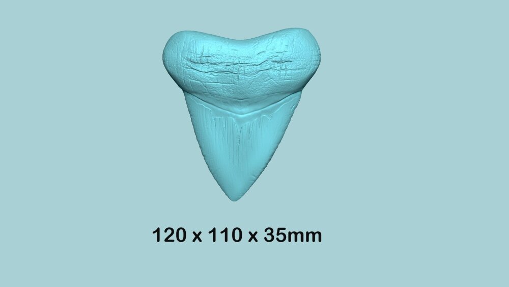 Megalodon Tooth – Jurassic Fossile Real Size 3D Printing Model ...