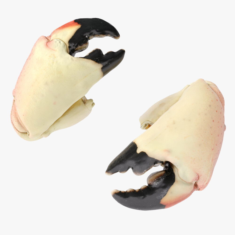 Pinzas de Cangrejo de Piedra Modelo 3D - Descargar Producto del mar ...