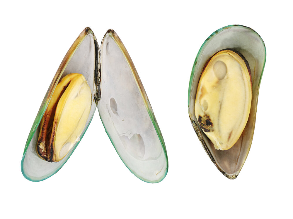 Mussel Green Shell 3D model - Download Seafood on 3DModels.org
