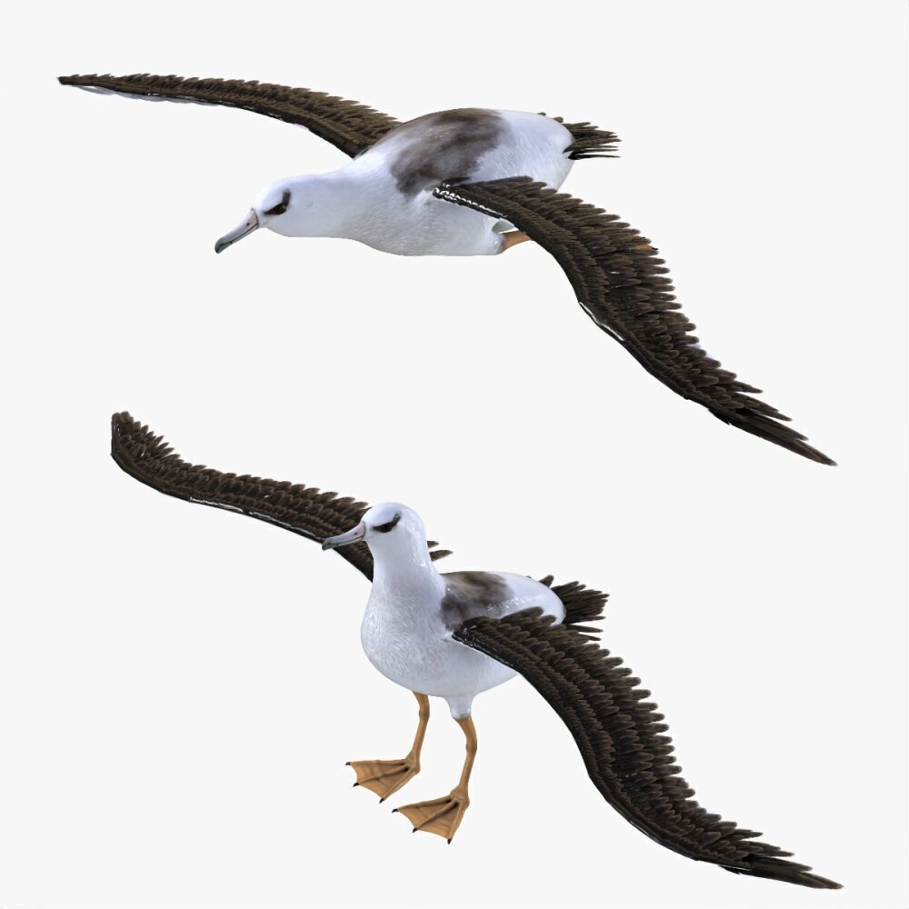 Albatross C4D 3D model - Download Birds on 3DModels.org