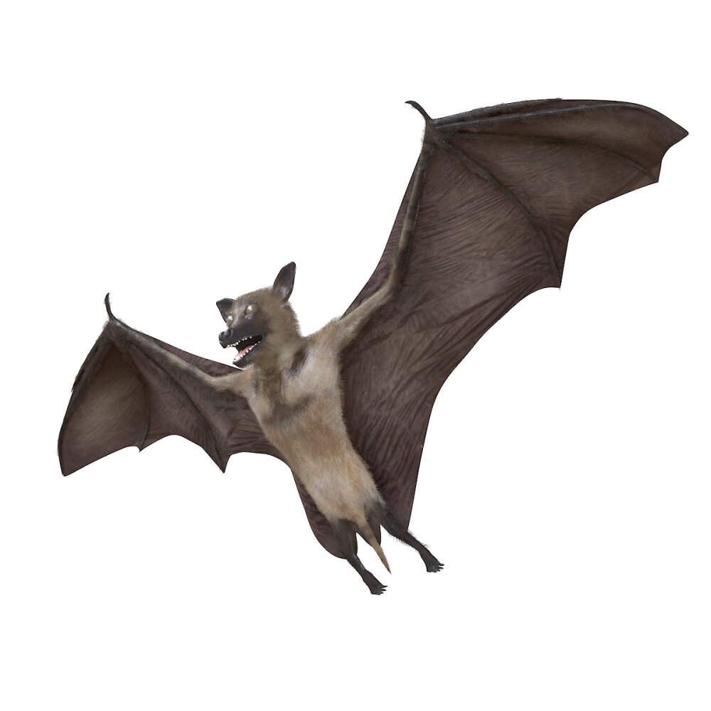 Bat C4D 3D model - Download Mammals on 3DModels.org