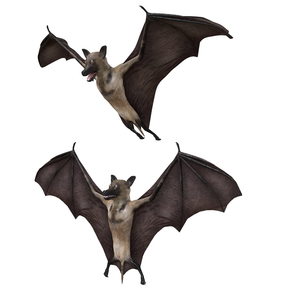 Bat C4D 3D model - Download Mammals on 3DModels.org