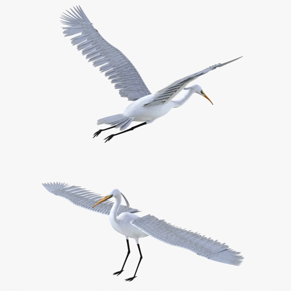 Egret C4D 3D model - Download Birds on 3DModels.org