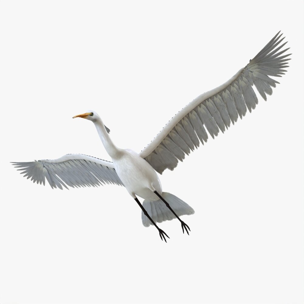 Egret C4D 3D model - Download Birds on 3DModels.org