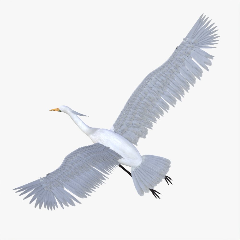 Egret C4D 3D model - Download Birds on 3DModels.org