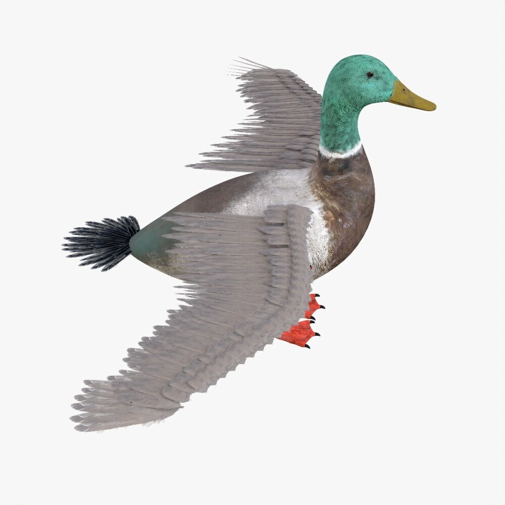 Duck C4D 3D modeli - İndir Kuşlar üzerinde 3DModels.org