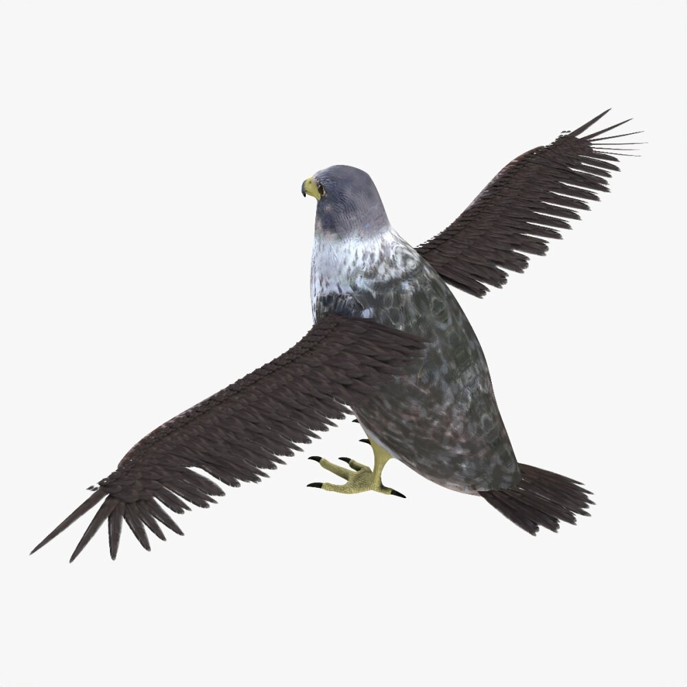 Falcon C4D 3D model - Download Birds on 3DModels.org