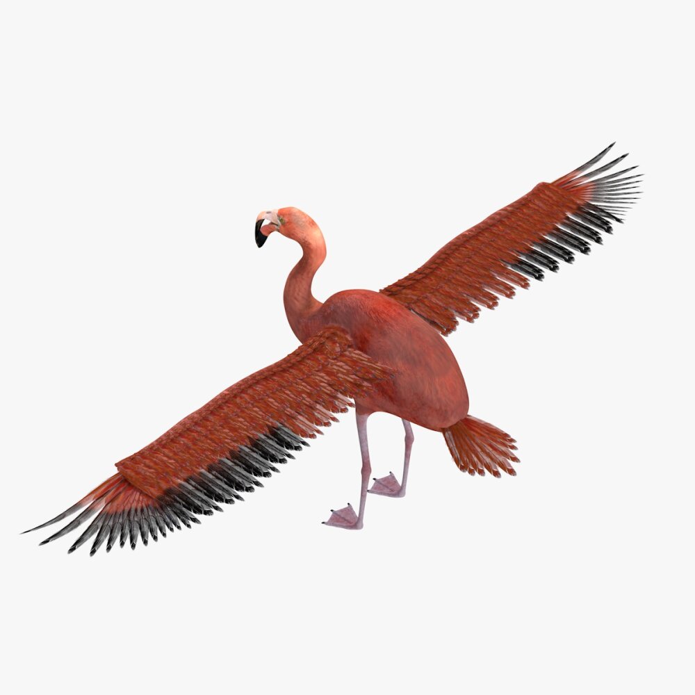 Flamingo C4D 3D model - Download Birds on 3DModels.org