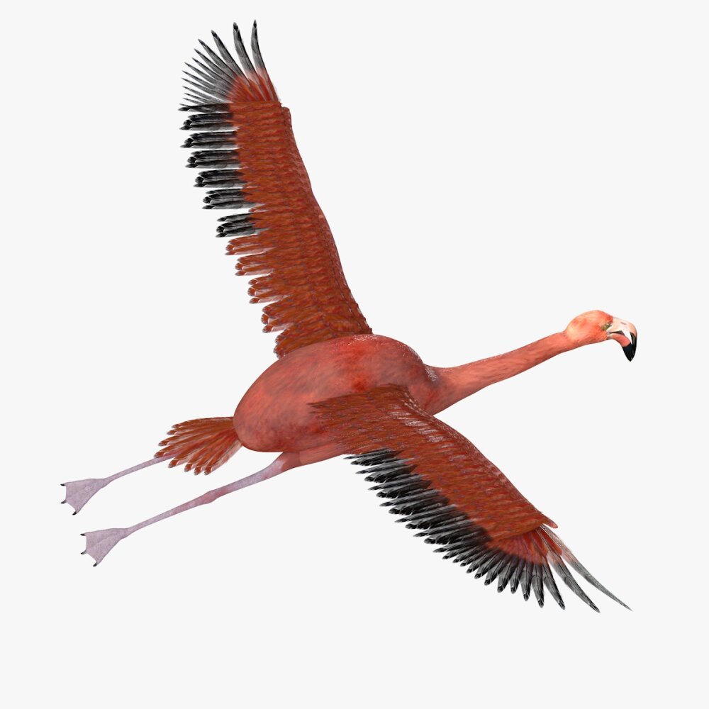 Flamingo C4D 3D model - Download Birds on 3DModels.org
