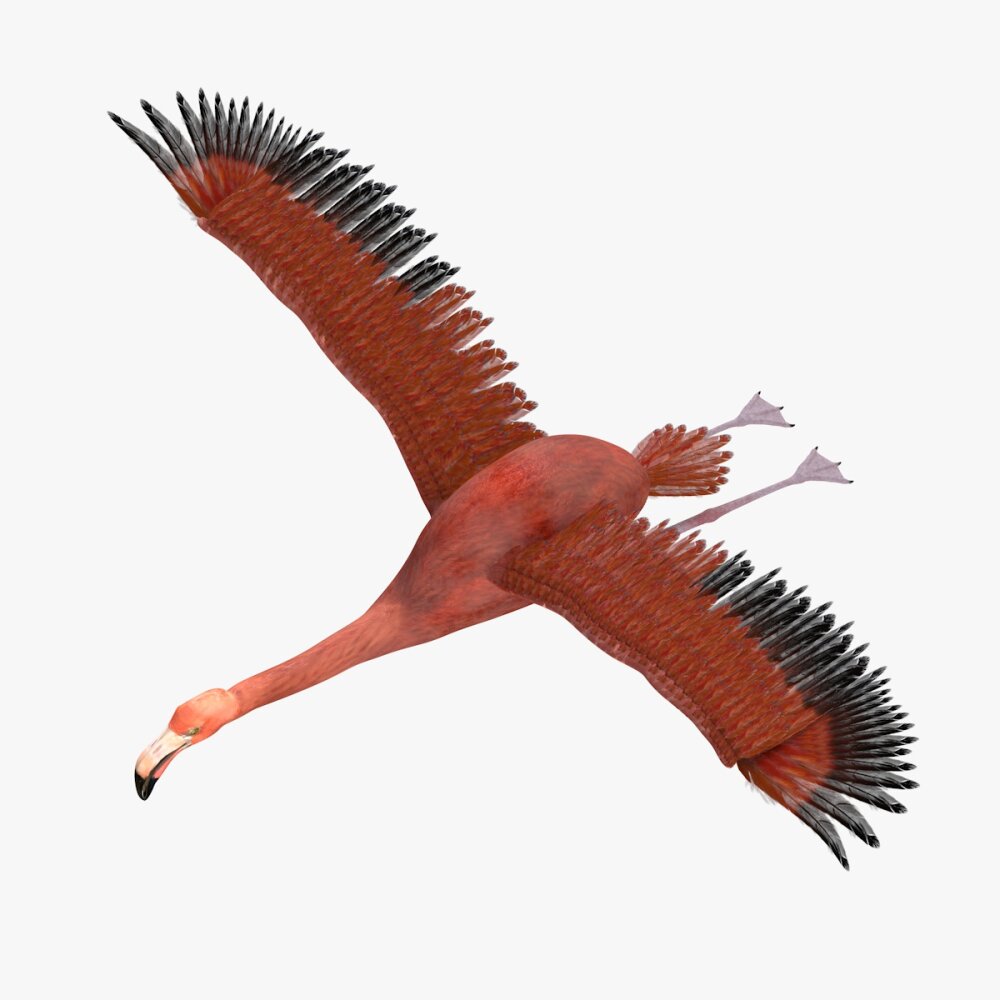 Flamingo C4D 3D model - Download Birds on 3DModels.org