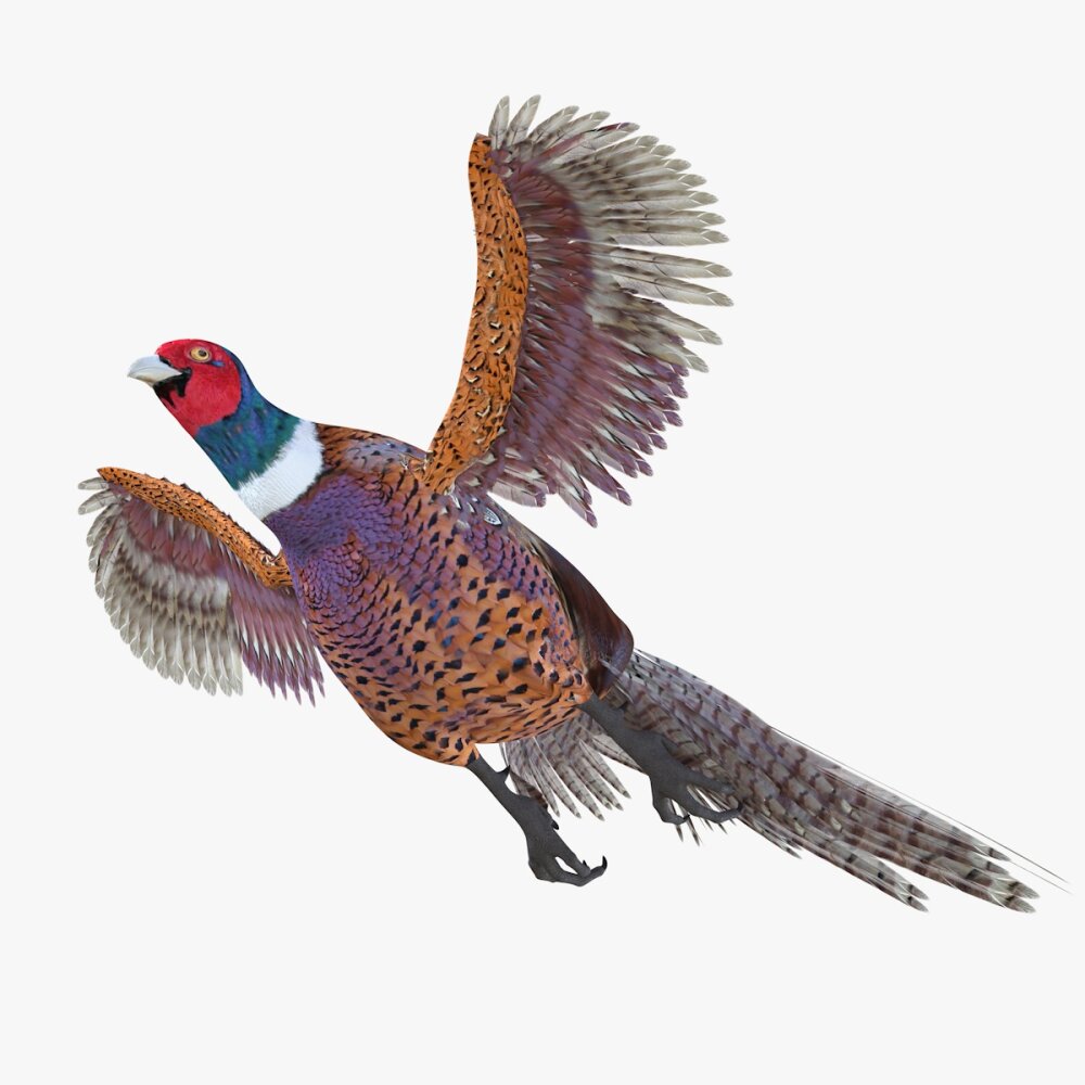 Pheasant C4D 3D model - Download Birds on 3DModels.org
