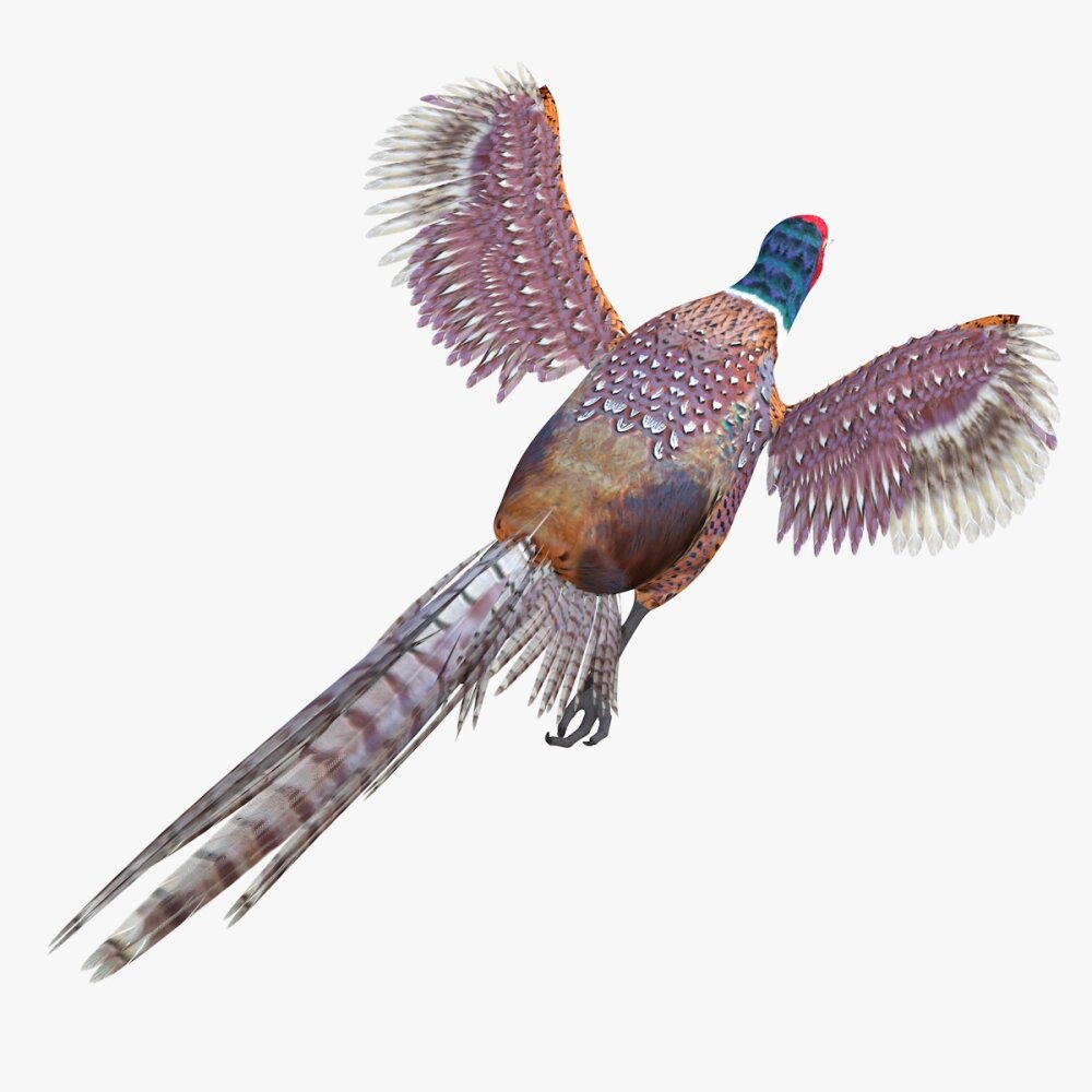 Pheasant C4D 3D model - Download Birds on 3DModels.org