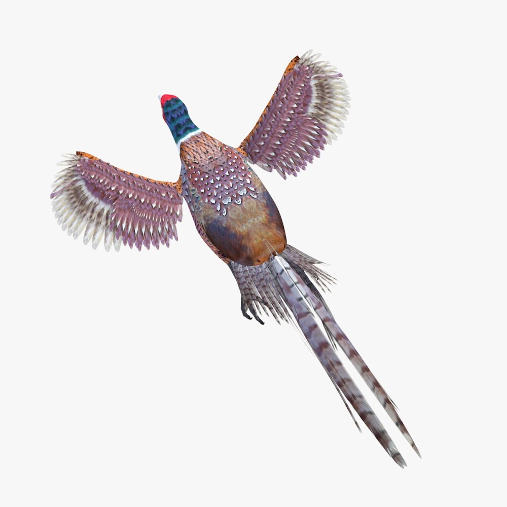 Pheasant C4D 3D model - Download Birds on 3DModels.org