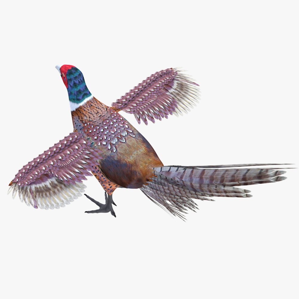 Pheasant C4D 3D model - Download Birds on 3DModels.org
