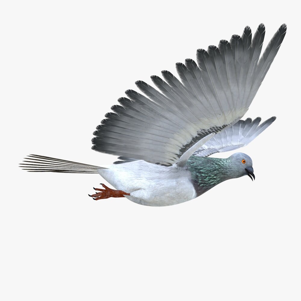 Pigeon C4D 3D model - Download Birds on 3DModels.org