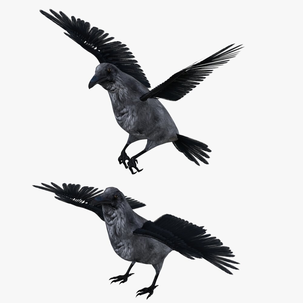 Raven C4D 3D model - Download Birds on 3DModels.org