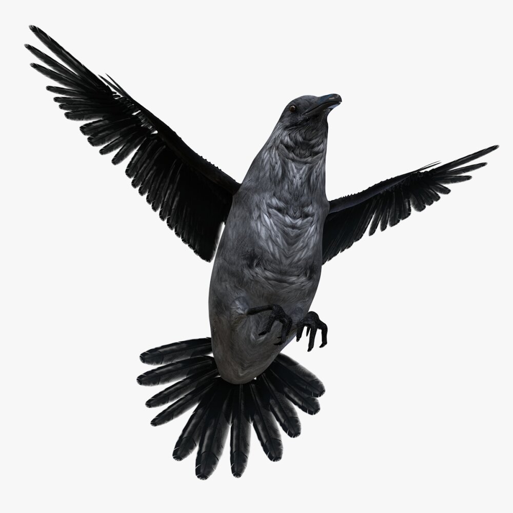 Raven C4D 3D model - Download Birds on 3DModels.org
