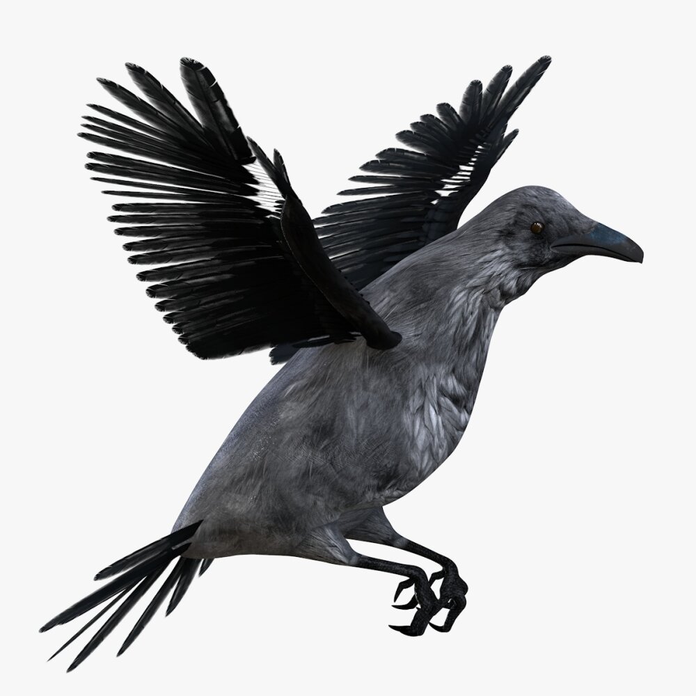 Raven C4D 3D model - Download Birds on 3DModels.org