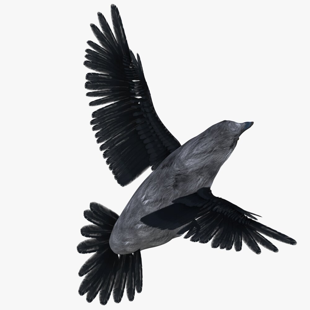 Raven C4D 3D model - Download Birds on 3DModels.org