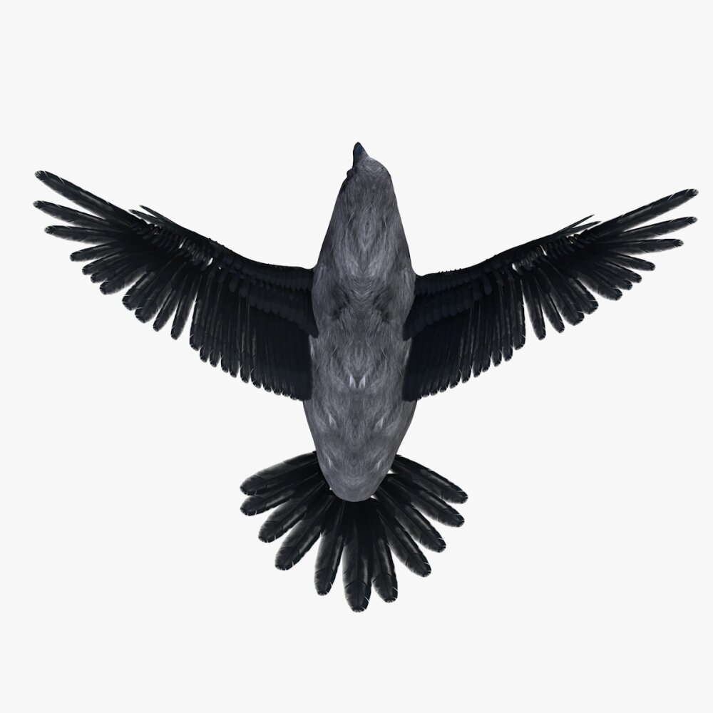 Raven C4D 3D model - Download Birds on 3DModels.org