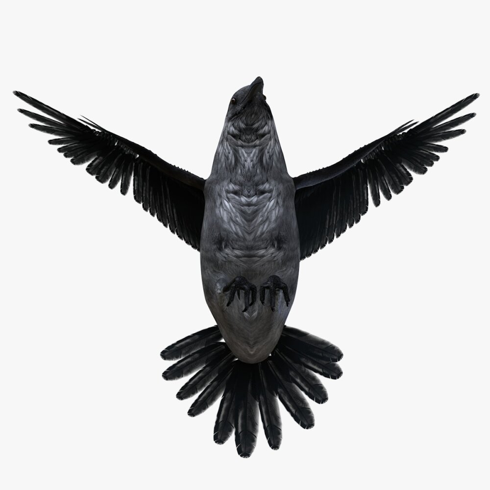 Raven C4D 3D model - Download Birds on 3DModels.org