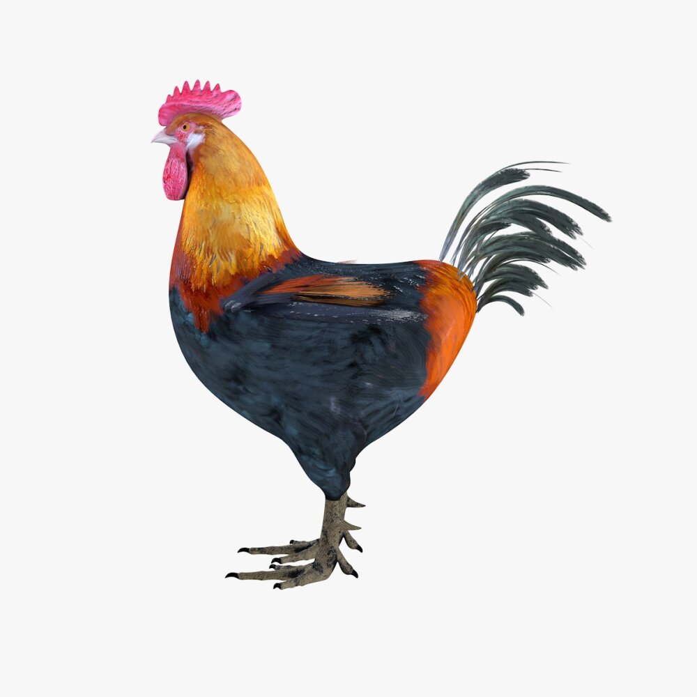 Rooster C4D 3D model - Download Birds on 3DModels.org
