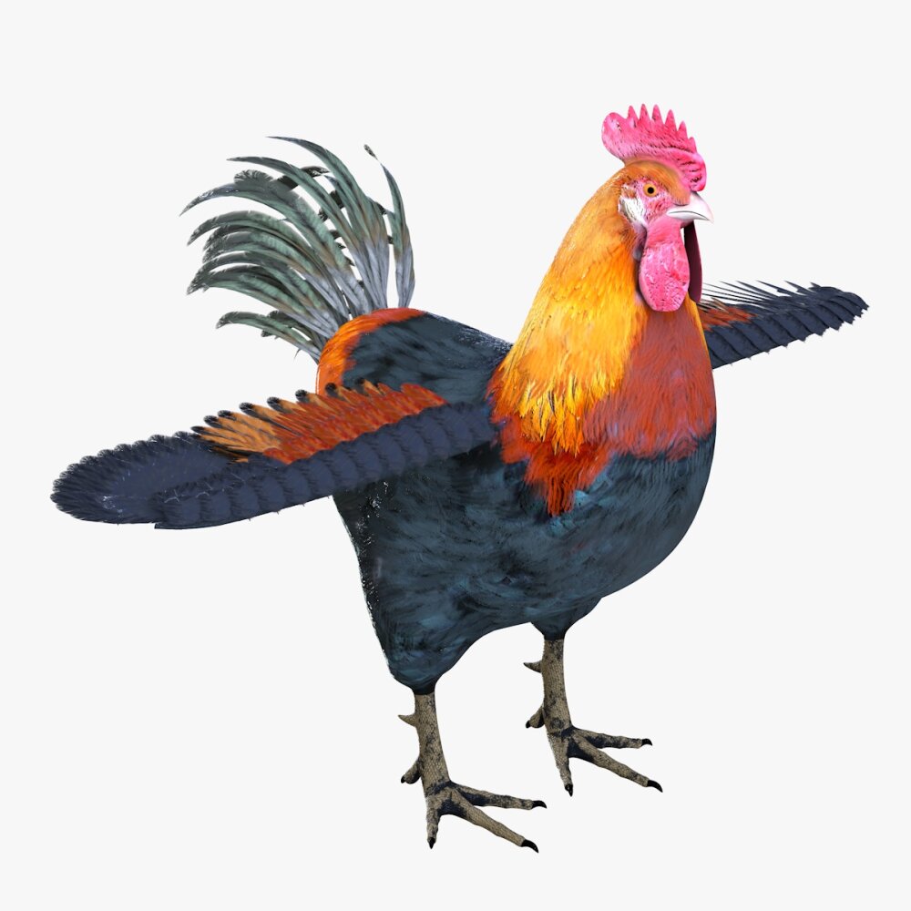 Rooster C4D 3D model - Download Birds on 3DModels.org