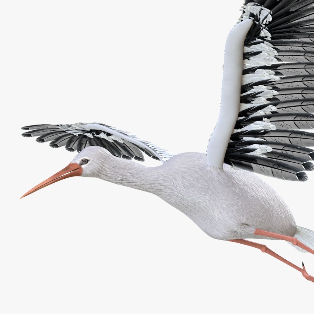 Stork C4D 3D model - Download Birds on 3DModels.org