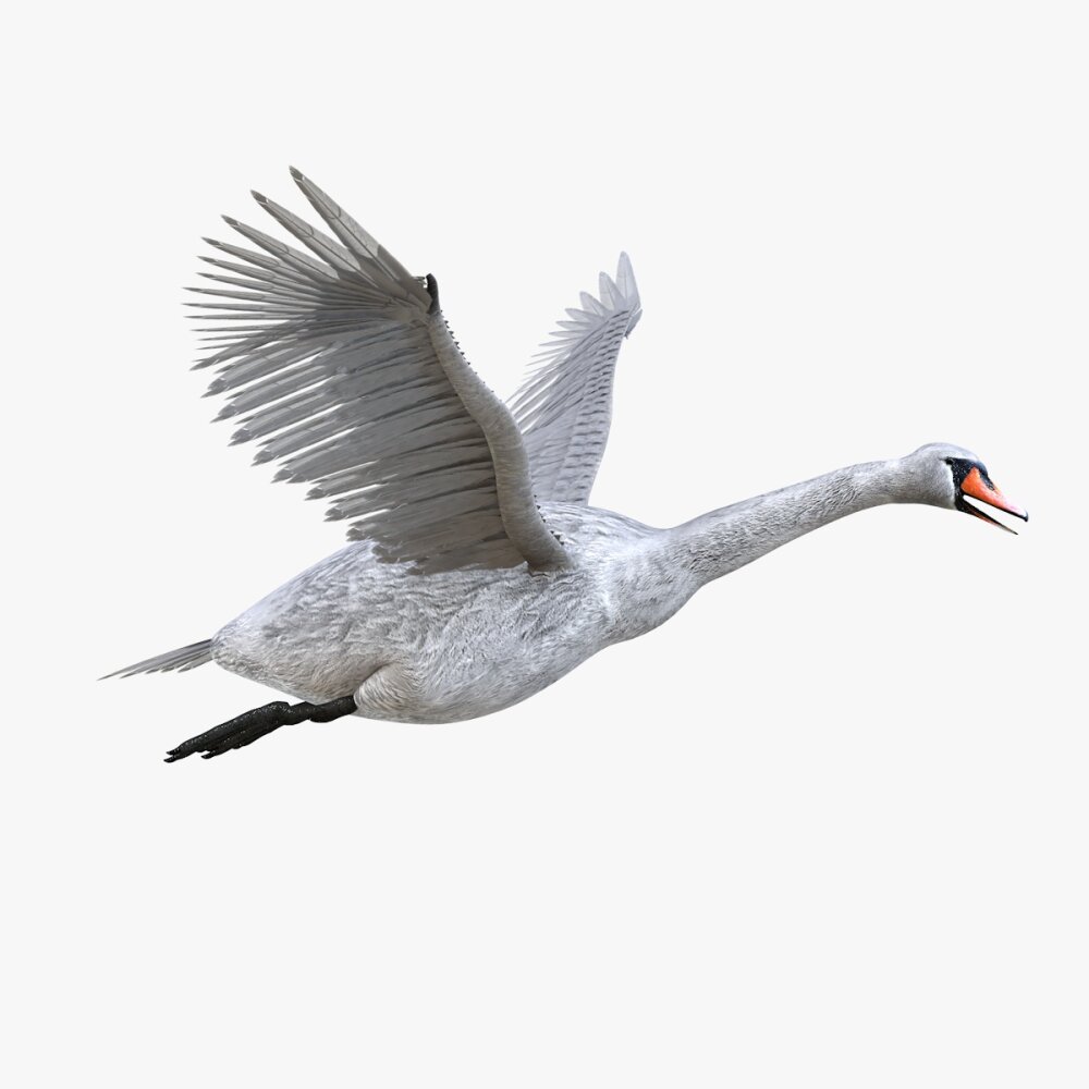 Swan C4D 3D model - Download Birds on 3DModels.org