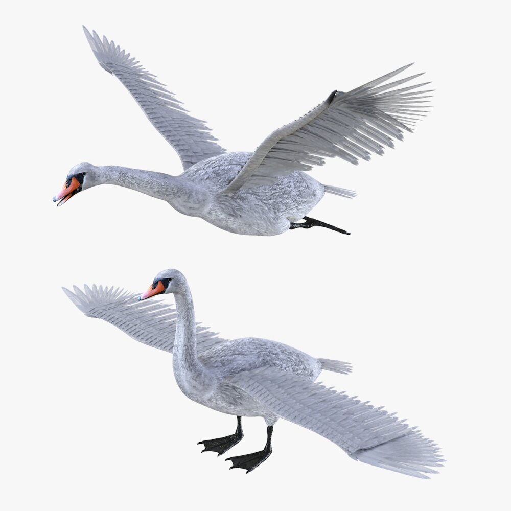 Swan C4D 3D model - Download Birds on 3DModels.org