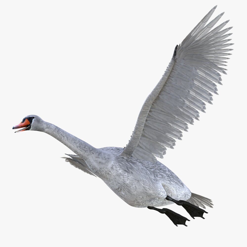 Swan C4D 3D model - Download Birds on 3DModels.org