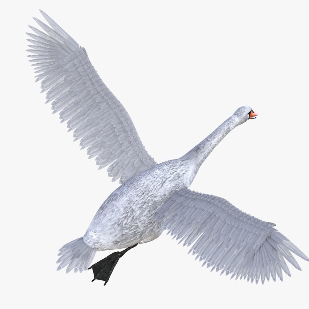 Swan C4D 3D model - Download Birds on 3DModels.org