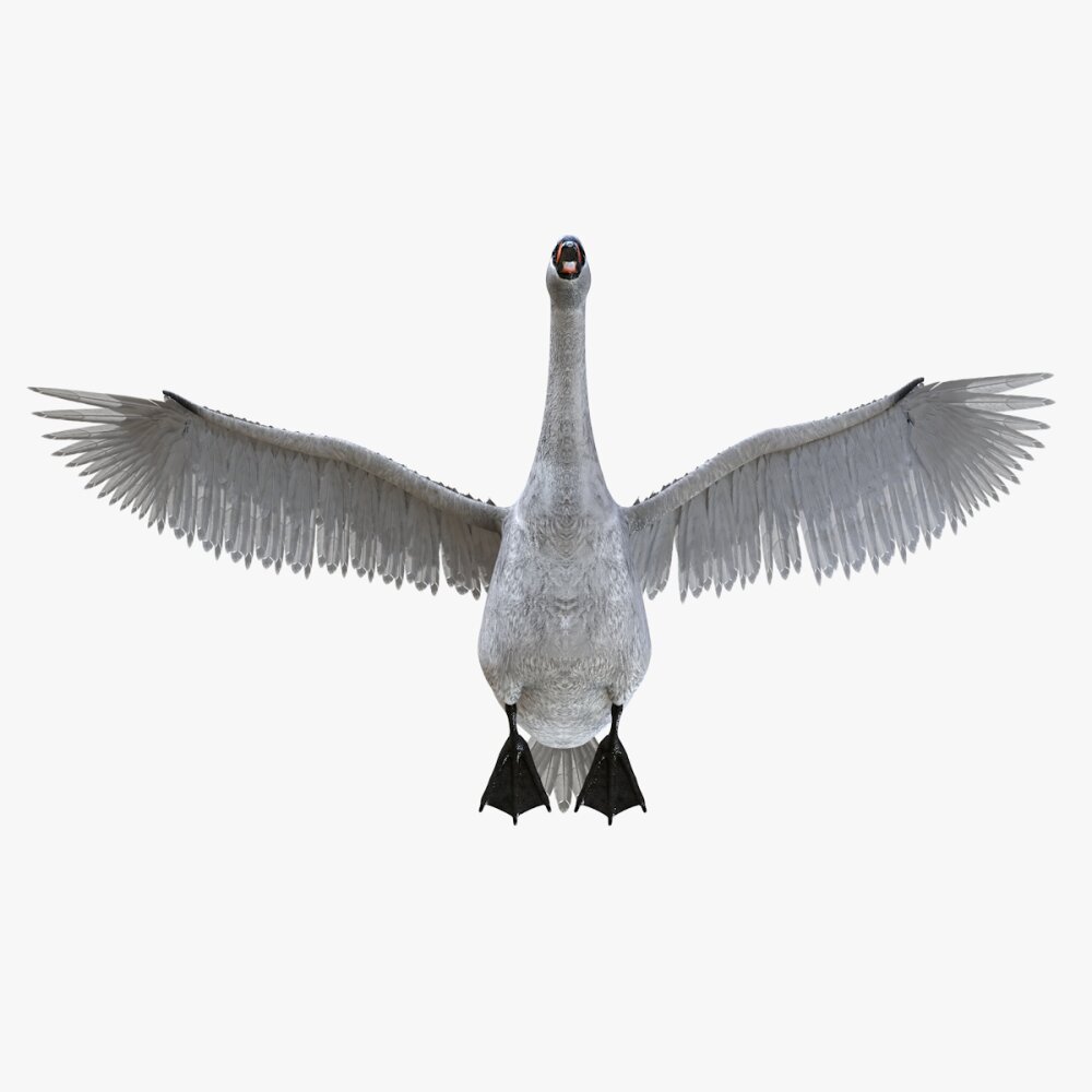 Swan C4D 3D model - Download Birds on 3DModels.org
