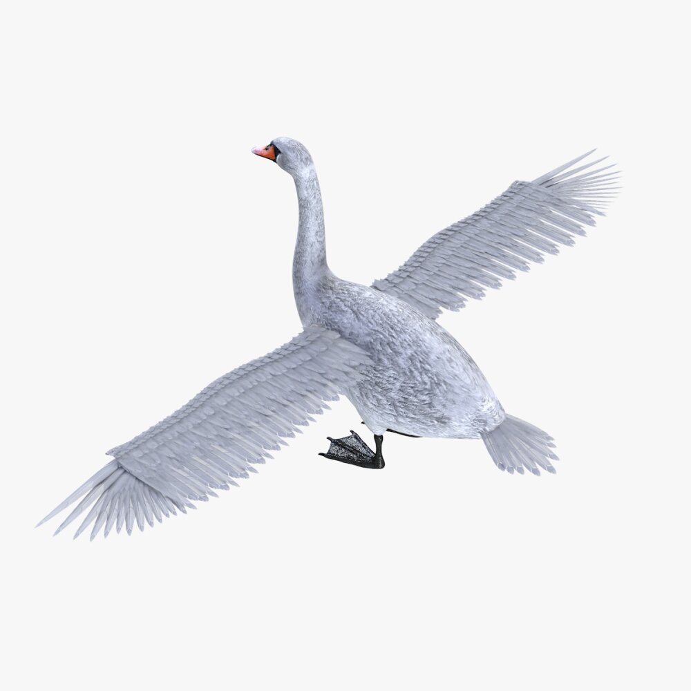 Swan C4D 3D model - Download Birds on 3DModels.org