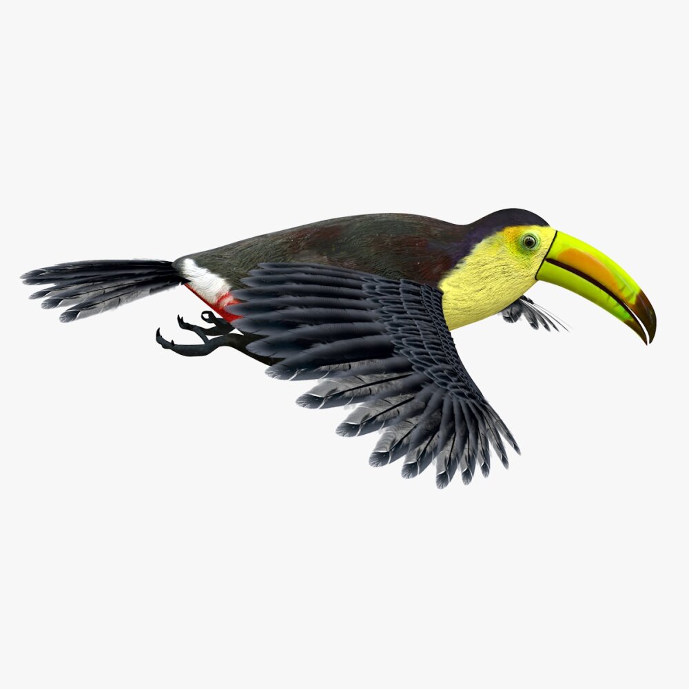 Toucan C4D 3D model - Download Birds on 3DModels.org