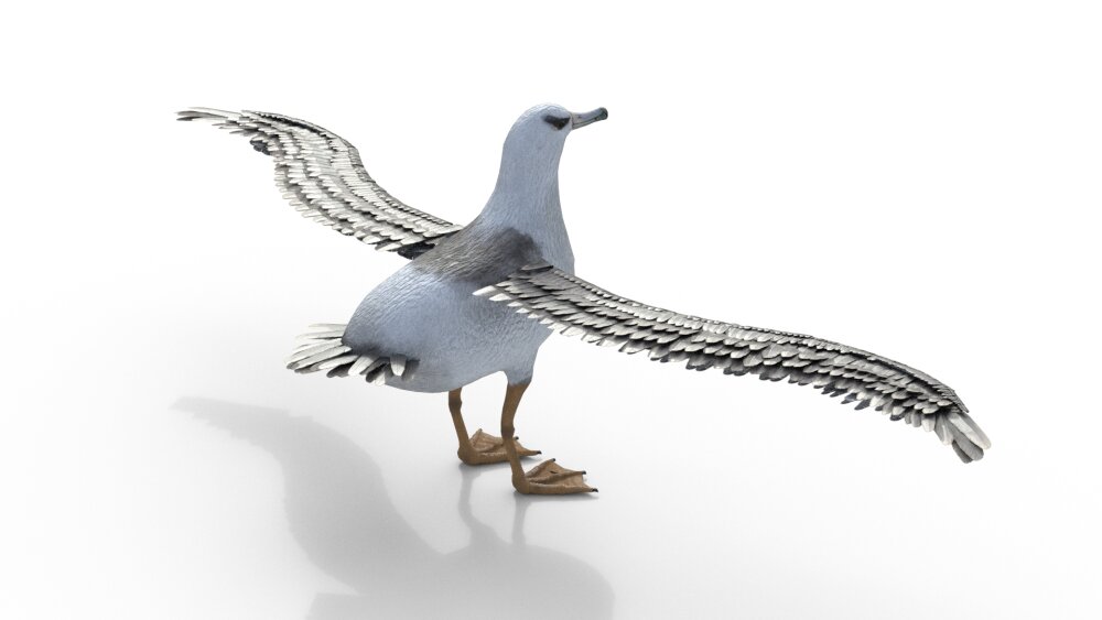 Albatross Blend 3D model - Download Birds on 3DModels.org